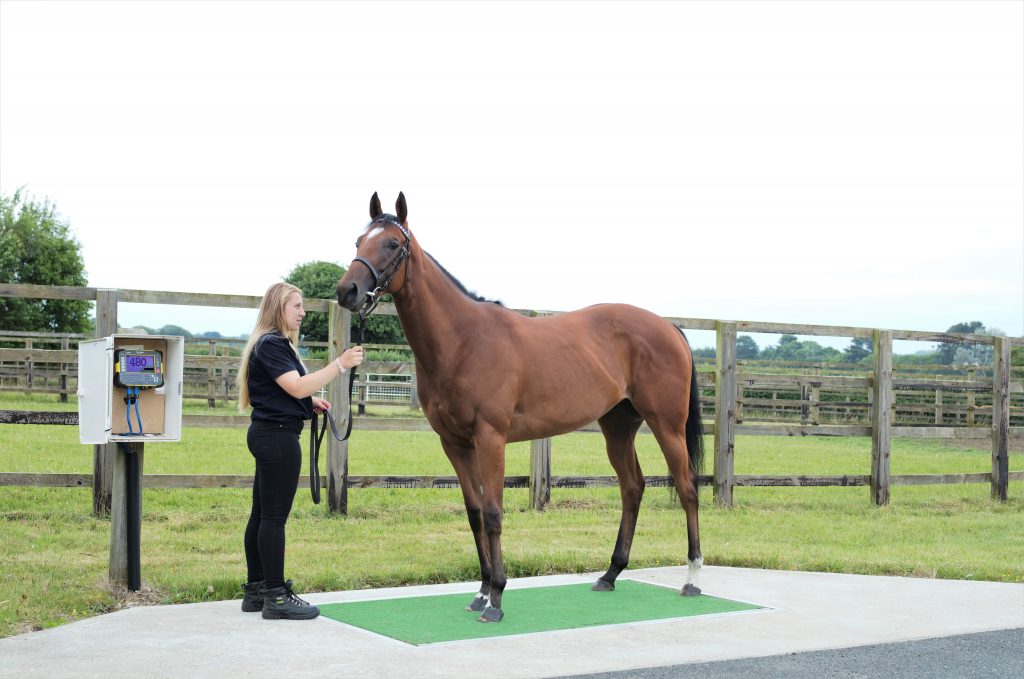 Horse Weigh - Leading Horse Weighing Scales & Platforms