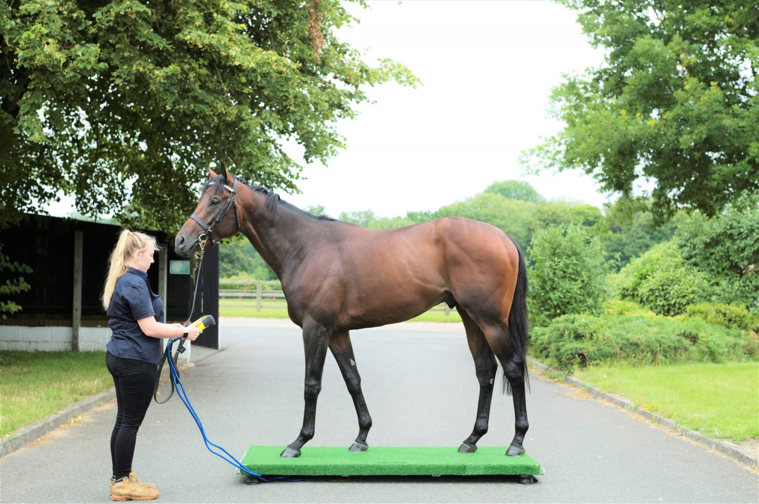 Horse Weigh - Leading Horse Weighing Scales & Platforms